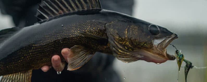 Doré Jaune Ou Doré Noir Comment Les Différencier Pêcher Cest Pas